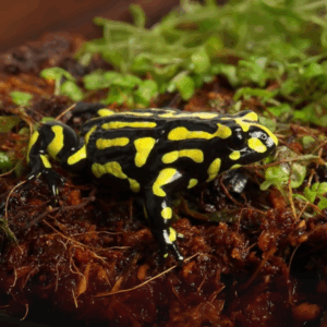 Corroboree Frog - Engineering Nature