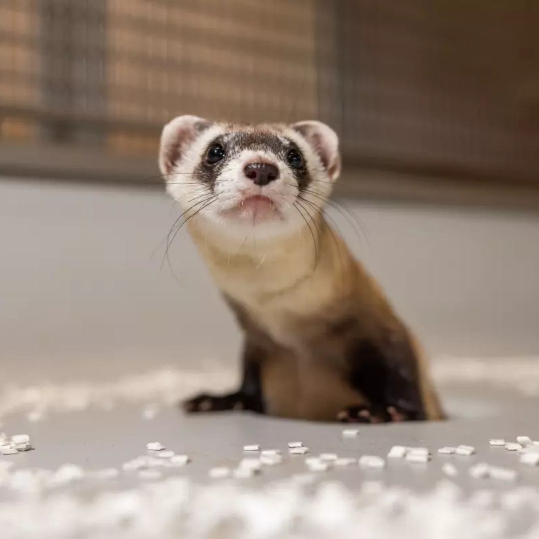 Black-Footed Ferret - Engineering Nature
