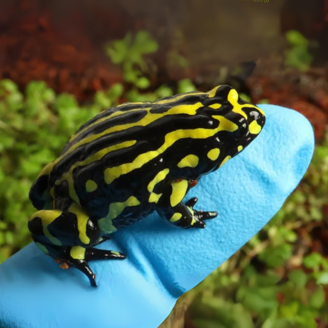Corroboree Frog - Engineering Nature